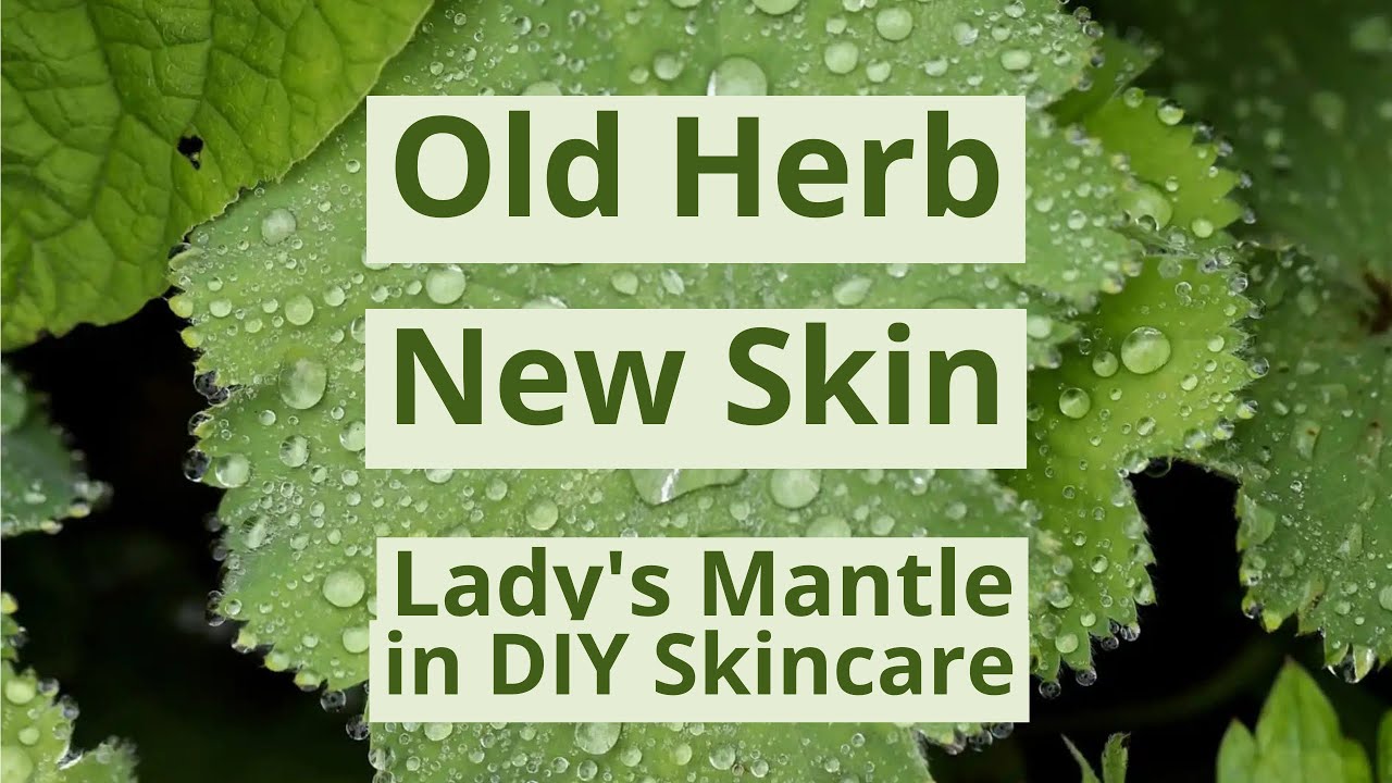 Lady’s Mantle Skin Benefits | Herbal DIY Skincare - YouTube