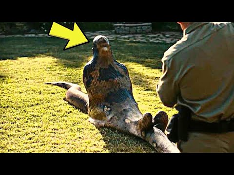 Worker Finds Giant Snake Pit He Is Shocked When He Discovers What Is On ...