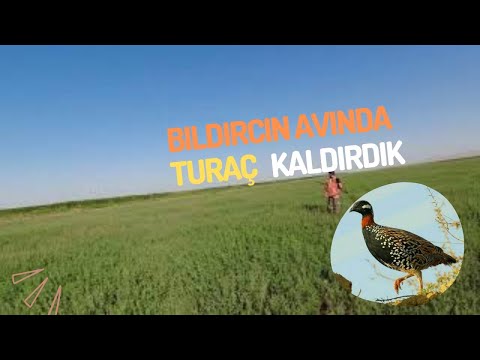 TURAÇ KUŞUNUN MUHTEŞEM KALKIŞI #bıldırcınavı #turaçkuşu