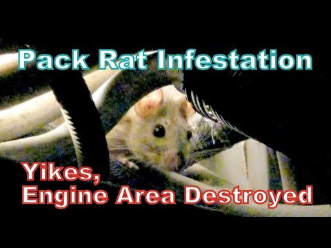 Van Life Travel & Photography; Pack Rats In My Van Engine & Area ...