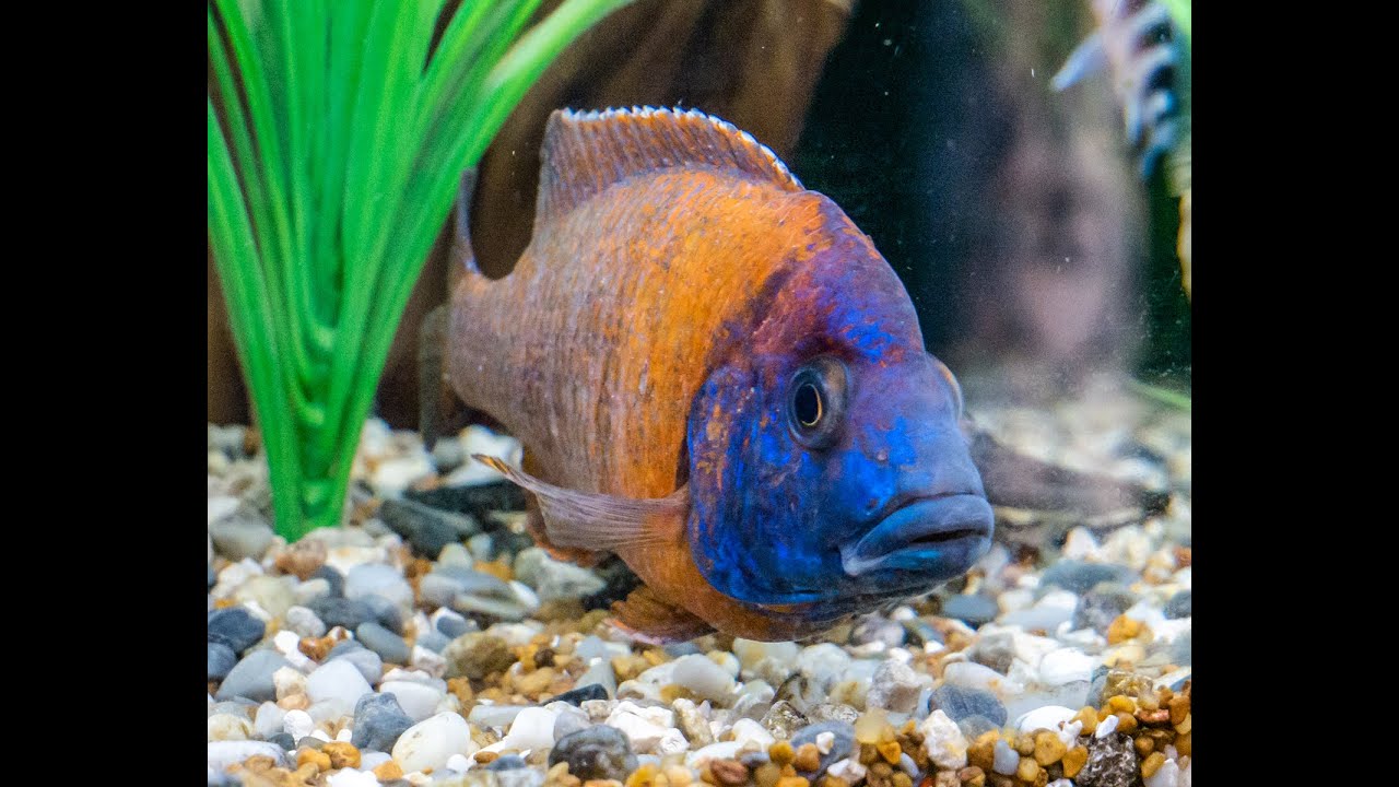 African Cichilds Fishy Fish Tank #153 - YouTube