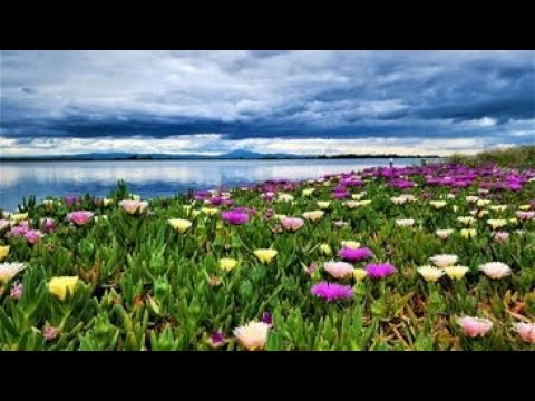 Lakefront Bliss A Relaxing Video of Gorgeous Flowers with Music ...
