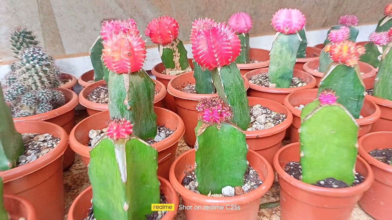 curtus my best flowers - YouTube