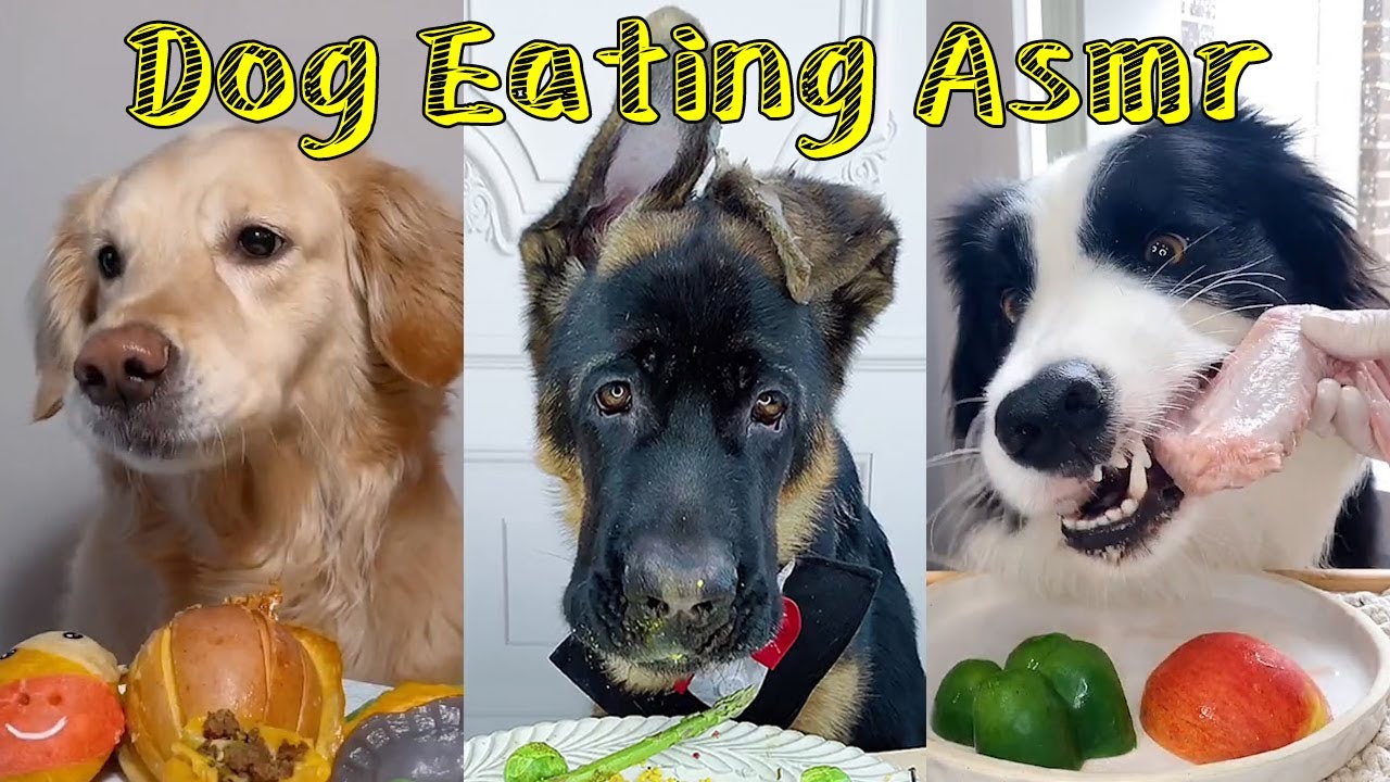 Dog Eat Asmr Relaxing Video,Dog Eating Raw Food Asmr,Dog Asmr#6 - YouTube