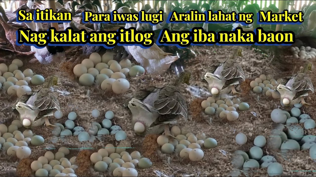 SA ITIKAN PARA IWAS LUGI ARALIN LAHAT NG MARKET | NAGKALAT ANG MGA ...