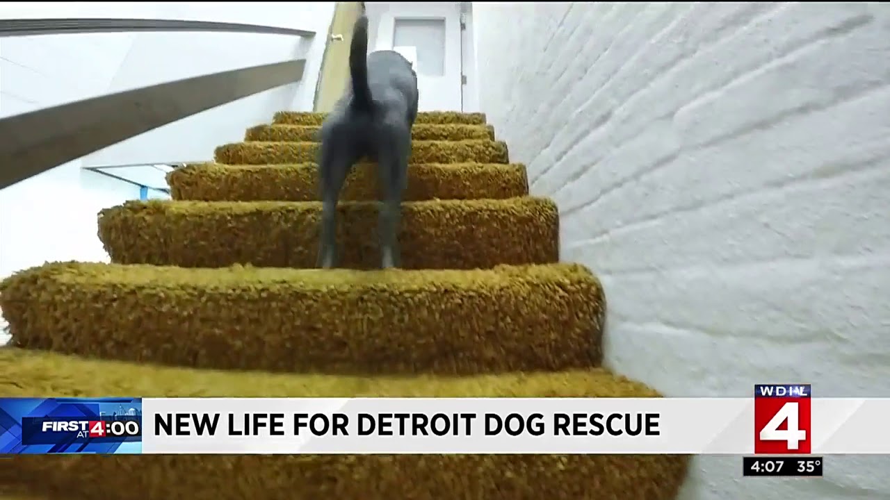 New life for Detroit Dog Rescue - YouTube