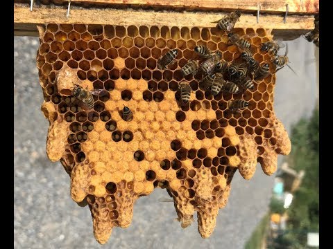 Kolay Ana Arı Üretimi, Miller Yöntemi...