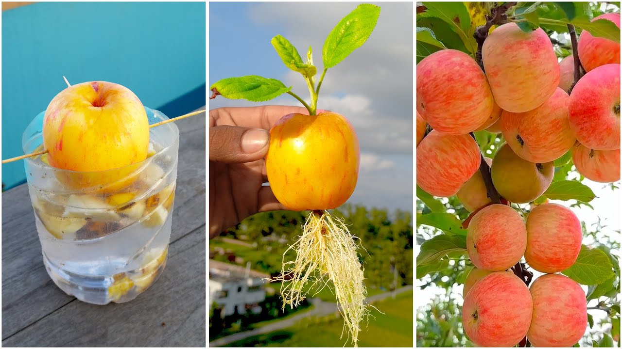 How grow apple tree from apple fruit | Best hormone and rooting method ...