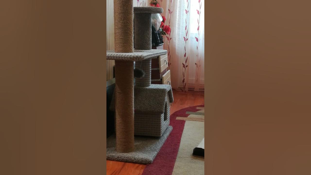 кот Маркус - YouTube