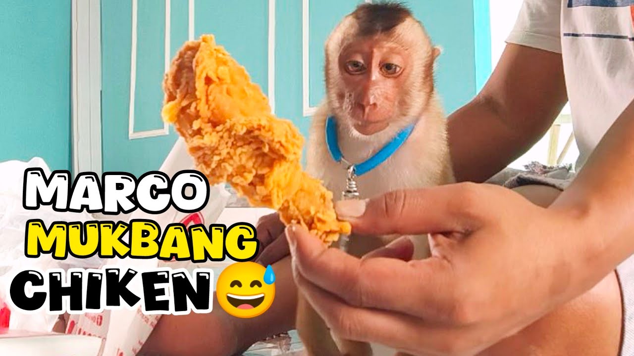 baby monkey eats chicken - YouTube