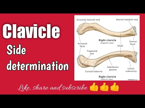 Clavicle||Side determination||Anatomical position||anatomy|| - YouTube