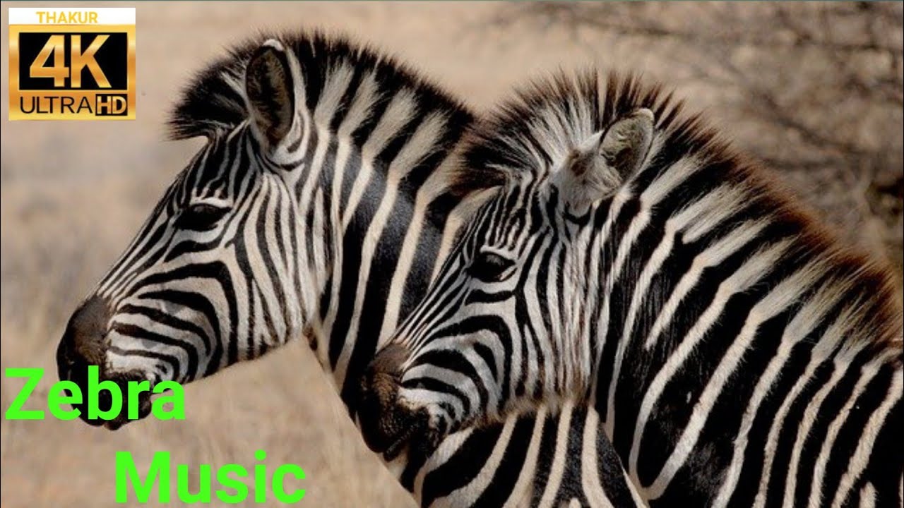 🦓🦓4K - Jabra Sound Relax Music! Animal Song!Thakur 4K ultra HD! Animal🦓 ...