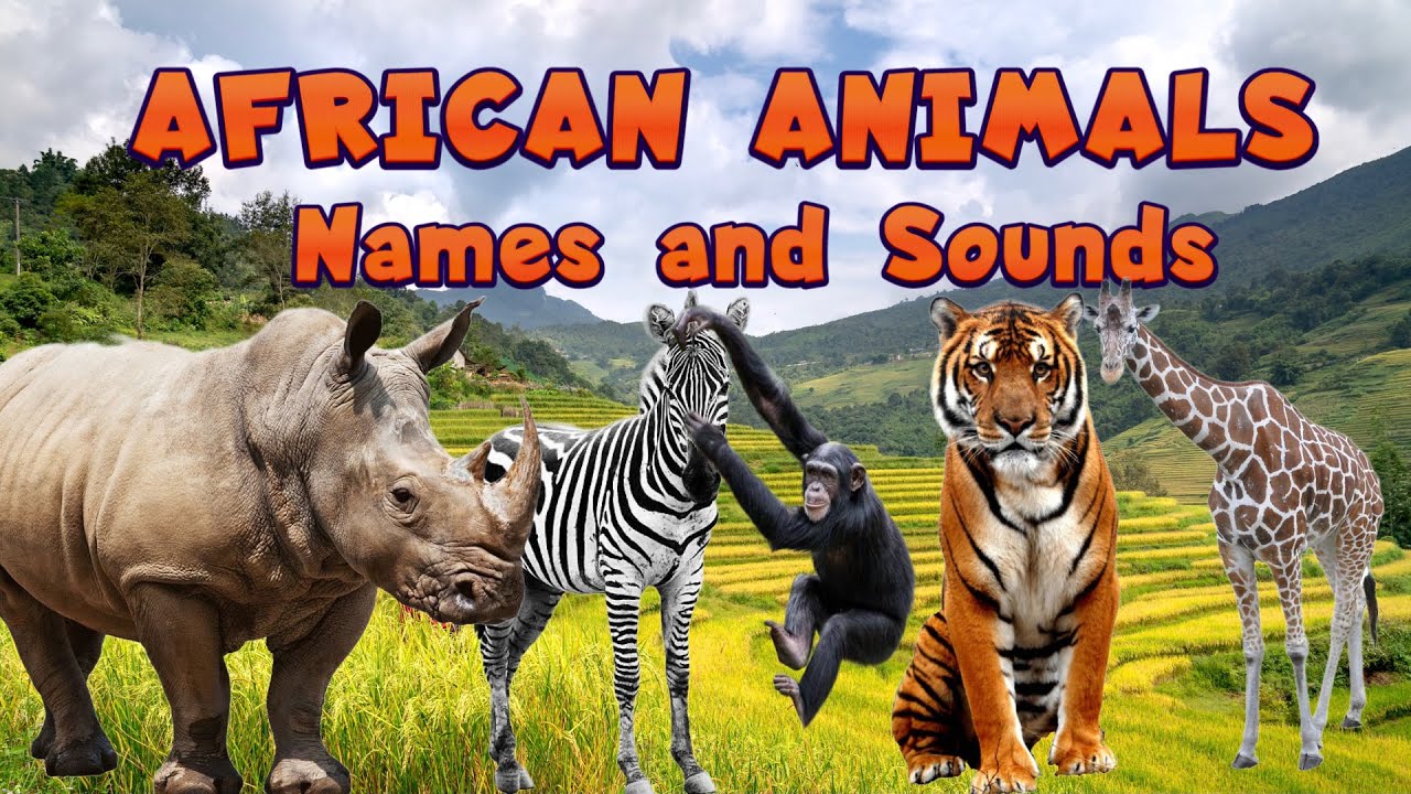 Learn African Animal Names and Sounds: Lion, Elephant, Giraffe, Zebra ...
