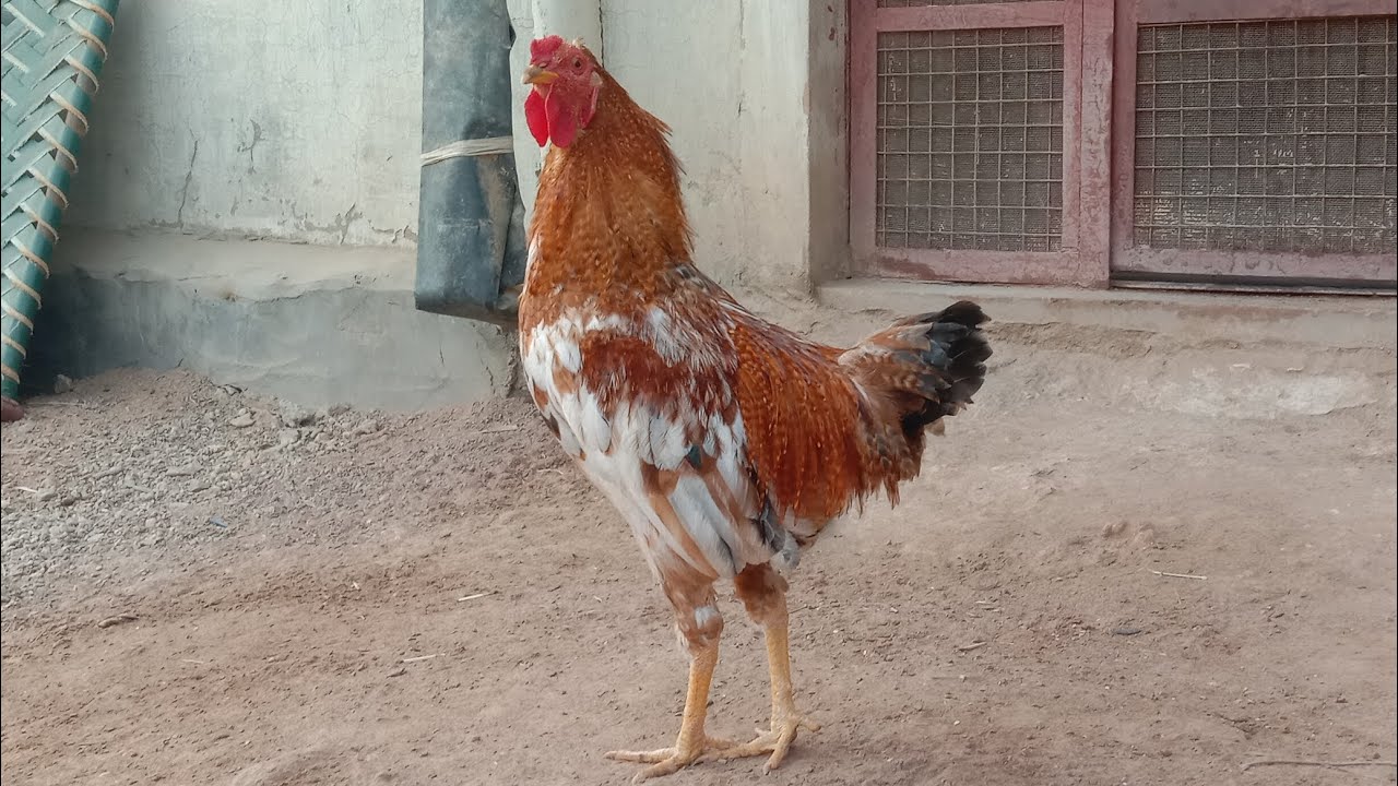 rooster crowing compilation amazing rooster crowing sound effect 2023 ...