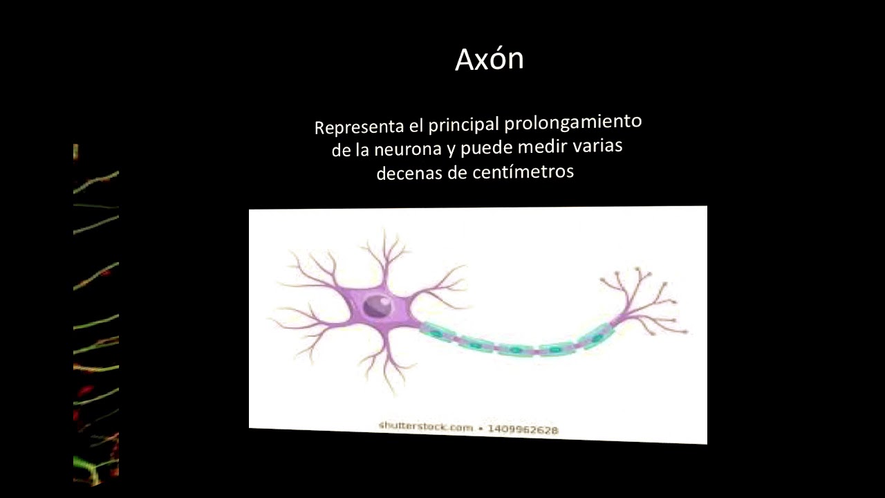la neurona by Jonathan Araiza - YouTube