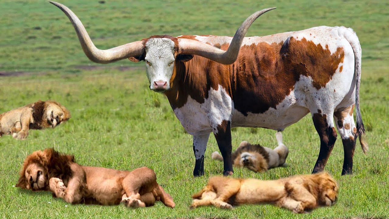 Bloodthirsty Crazy Buffalo Fierce Attack The Lion Family - YouTube