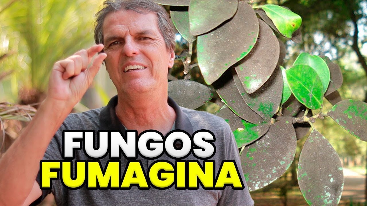 COMO TRATAR e ELIMINAR O FUNGO FUMAGINA NAS PLANTAS - YouTube