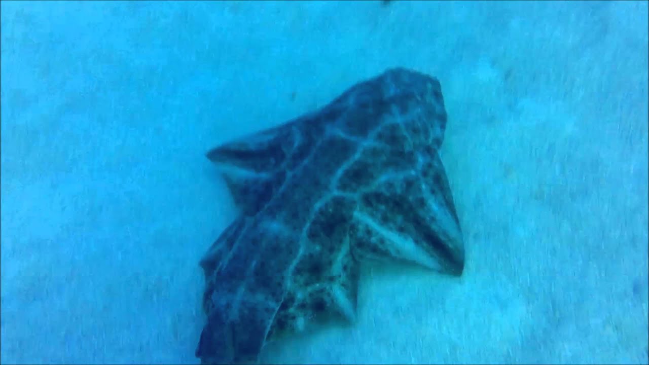 Angelote (Squatina squatina) - Angel shark - YouTube