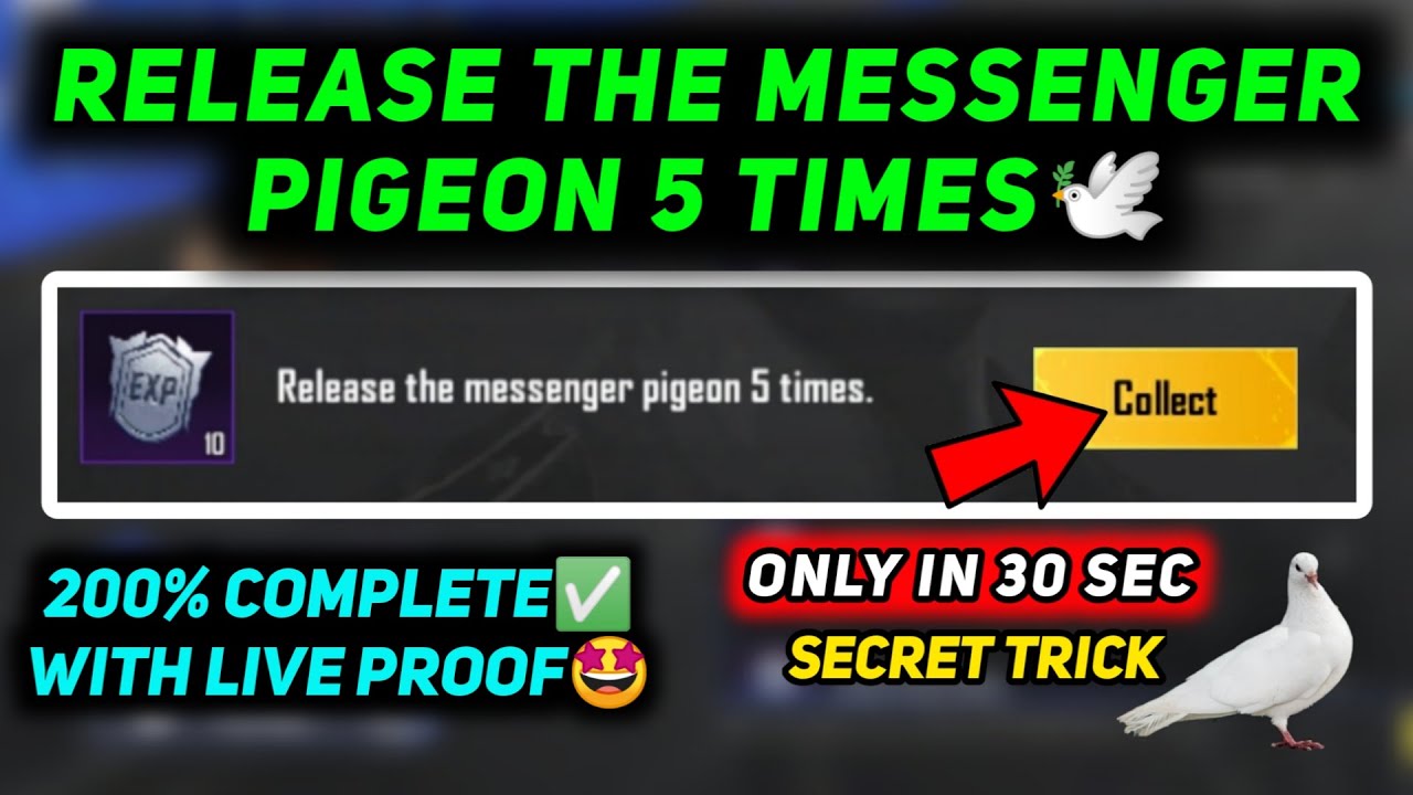 RELEASE THE MESSENGER PIGEON 5 TIMES | CASUAL SEASON PIGEON MISSION ...
