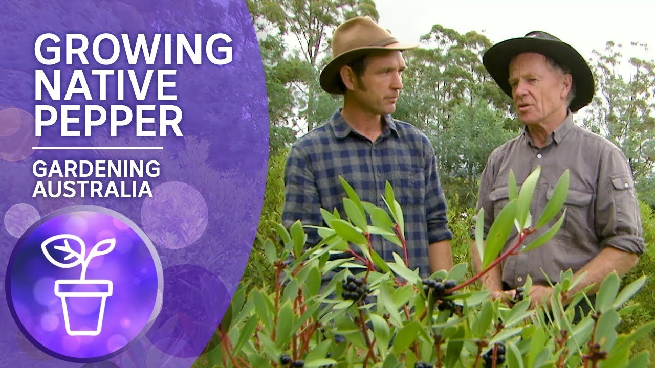 Growing native Mountain Pepper - YouTube