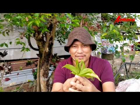 Kenali Pokok Serai Kayu / Pokok Salam, Jadi Ulam atau Khasiat Kesihatan