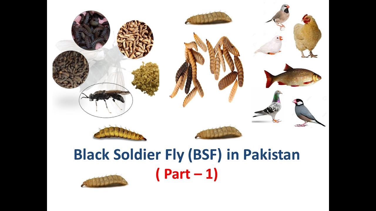 Black Soldier Fly (BSF) in Pakistan - (Part 1) - YouTube