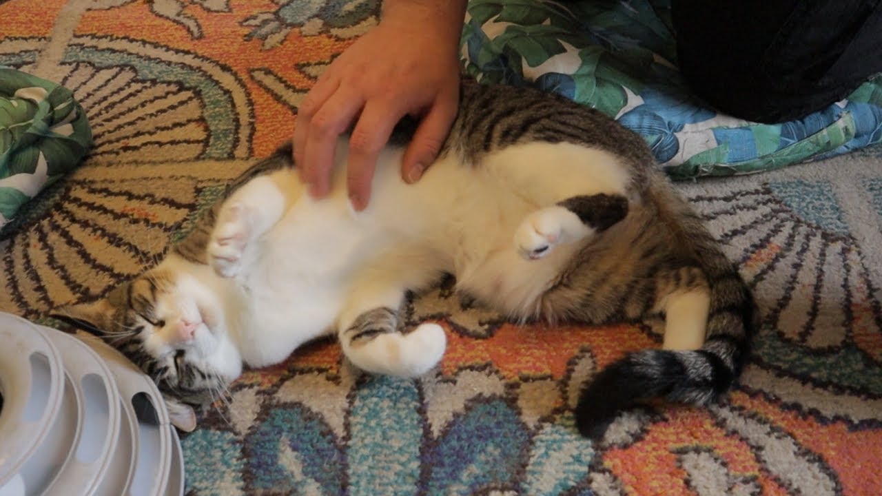 Visiting Sydney's First Cat Cafe. Catmosphere Cat Cafe [SYDNEY ...