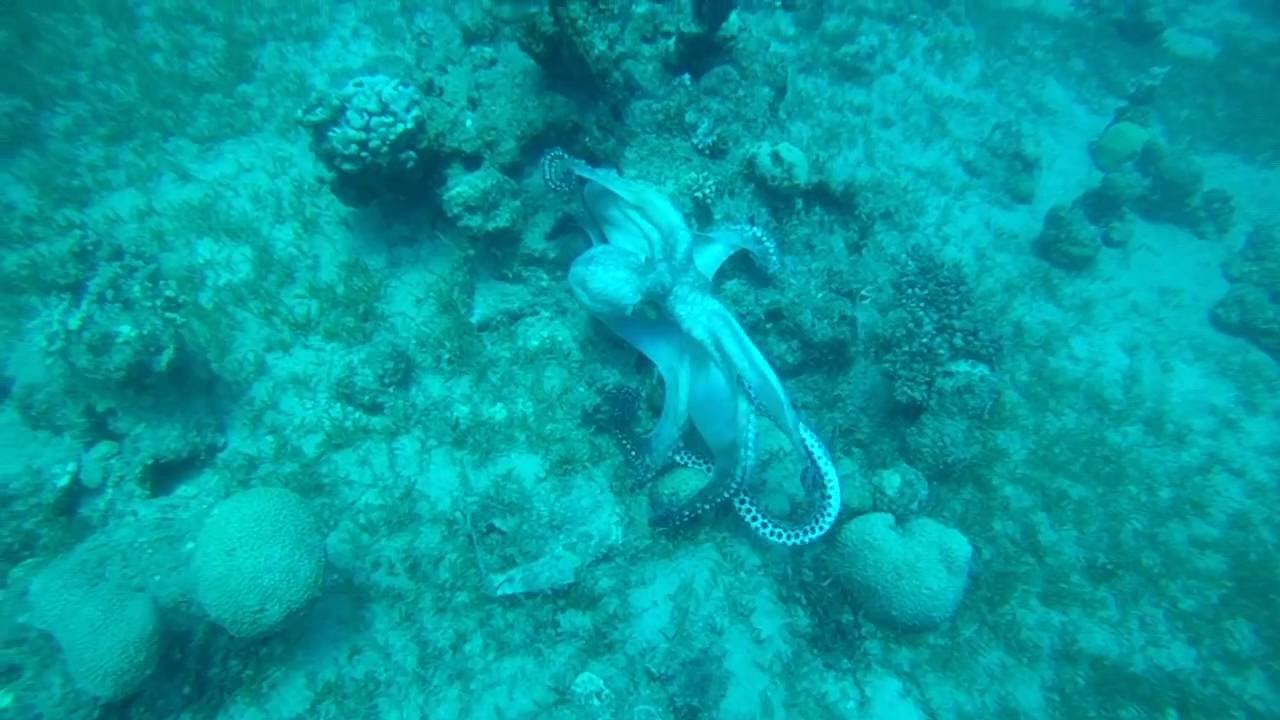Octopus vs Tiger Snake Eel PART 2 of 3 - YouTube