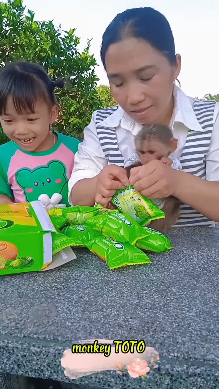 monkey TOTO and his sister have a big cake box # short video # cute ...