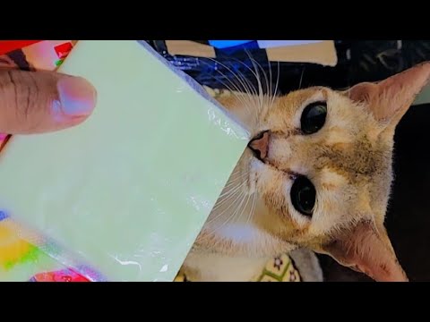 Trying Puppy cats Cheese Challenge |Funny Reaction on Cheese🧀 😂| What ...