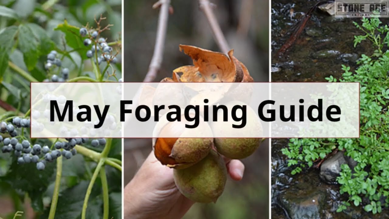 Monthly UK Foraging Guide: May - YouTube