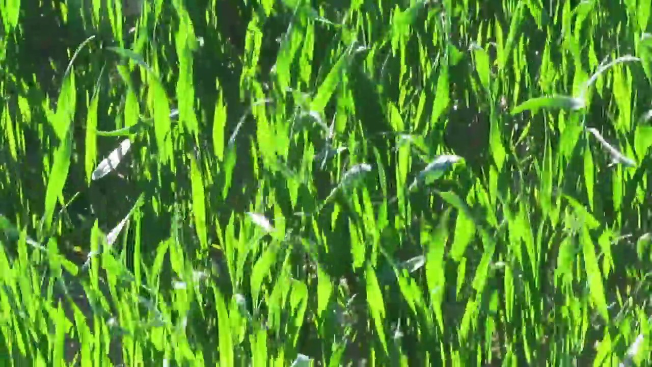 Rye Grass Fields at MesillaValley, New Mexico, U.S.A. - YouTube