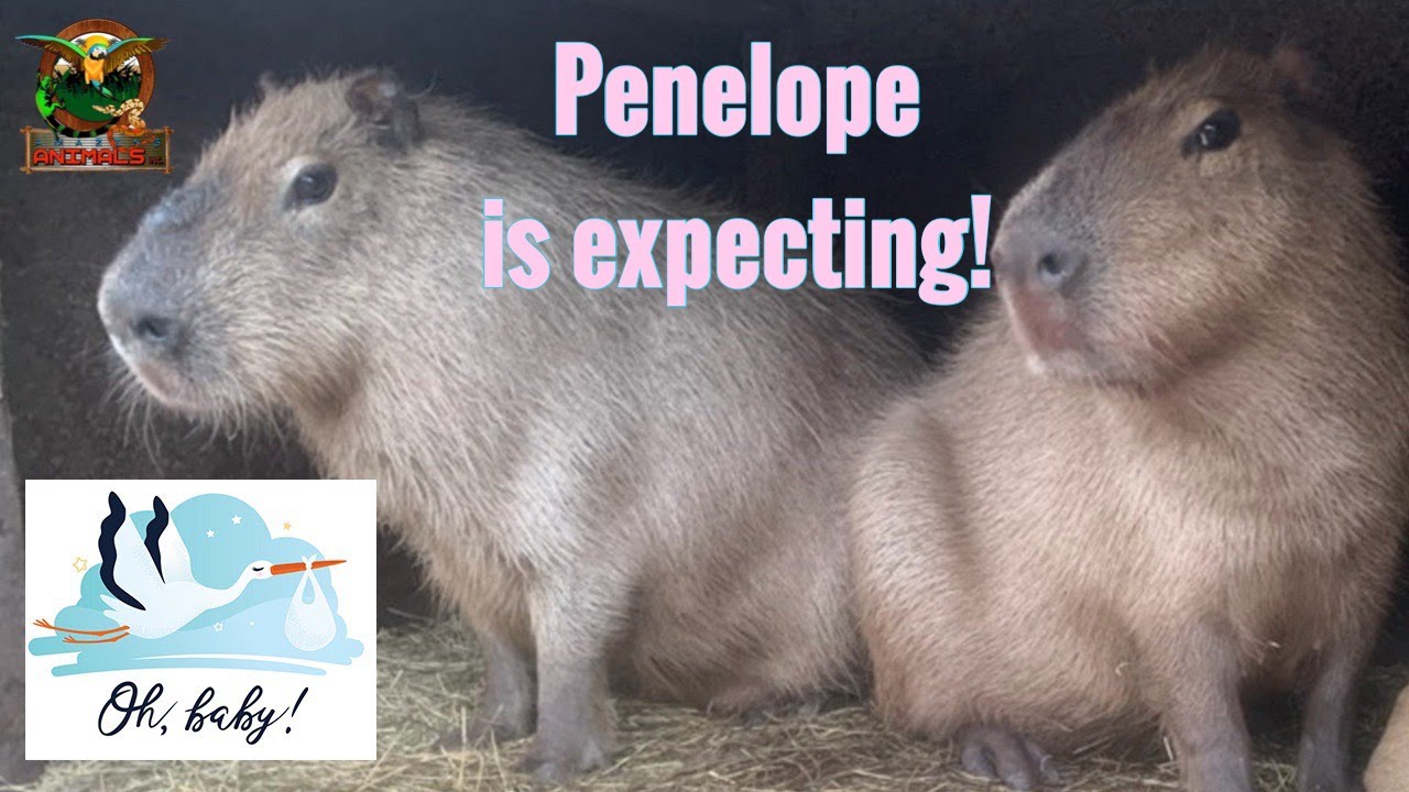 Penelope the CAPYBARA is PREGNANT! We can't wait for babies. - YouTube