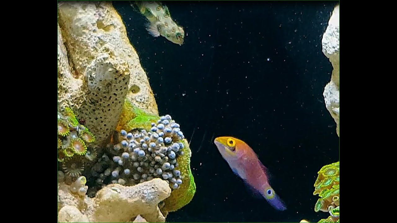 Pico reef : feeding brine shrimp - Mandarin fish - Mystery Wrasse ...