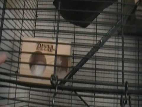My rat manor - YouTube