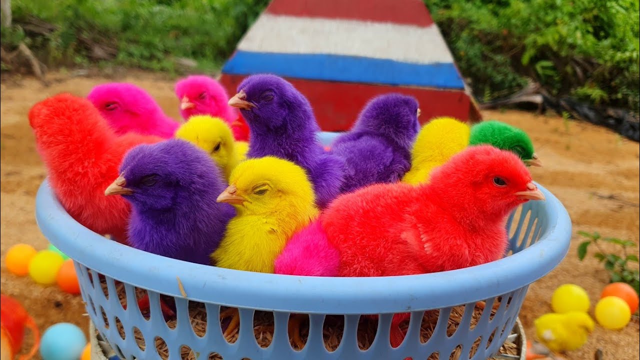 World Cute Chickens, Colorful Chickens, Rainbows Chickens, catching ...