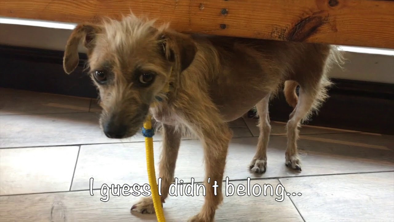 Puppy Scared