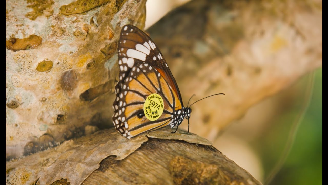 The Migration Mystery of Hong Kong’s Danaid Butterflies - YouTube