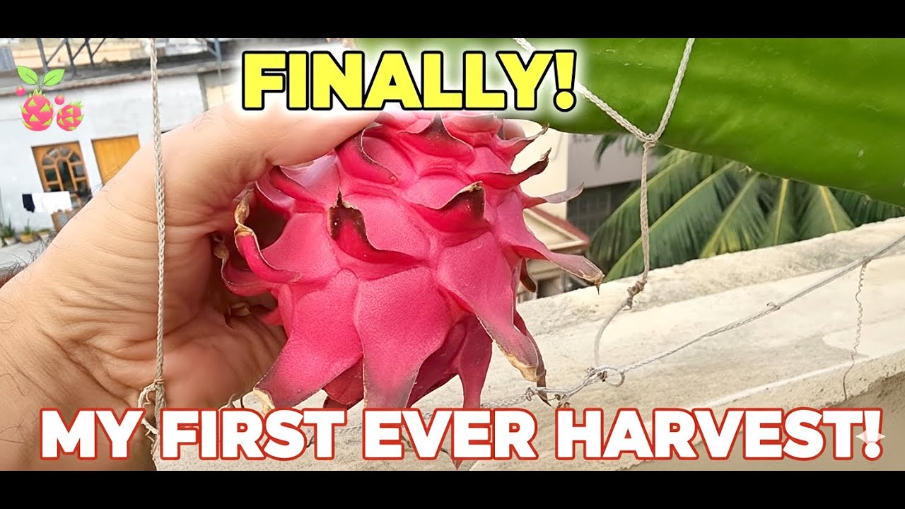 From A Cutting To My First Ever Dragon Fruit Harvest (1.5 Year Journey ...