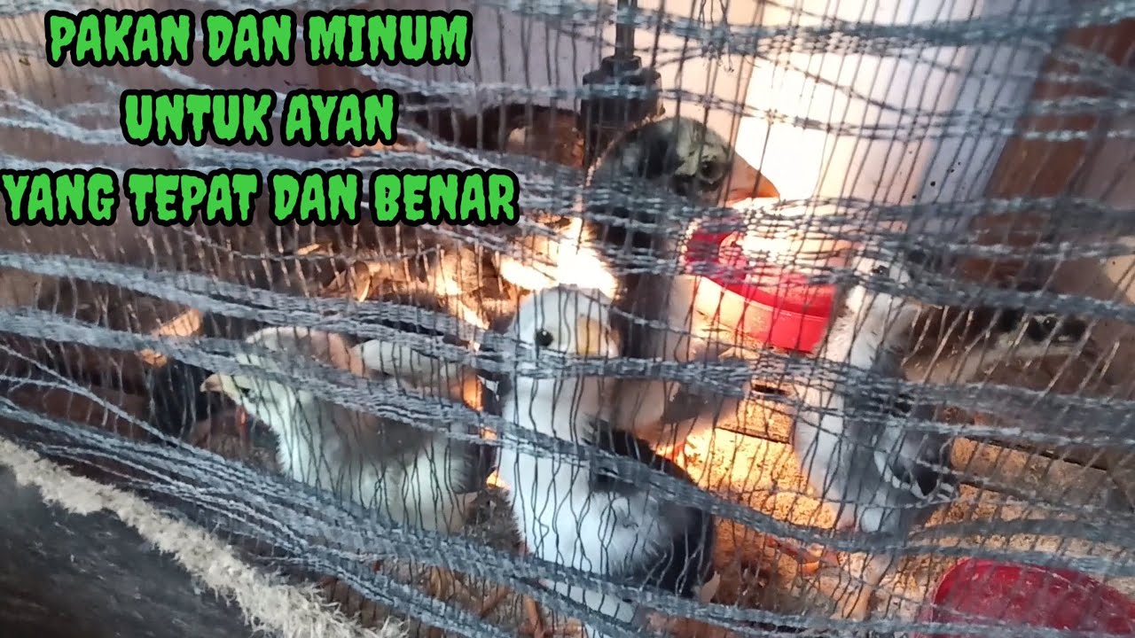 Cara Memberi Makanan Dan Minuman Untuk Ayam Yang Benar Bagi Pemula ...