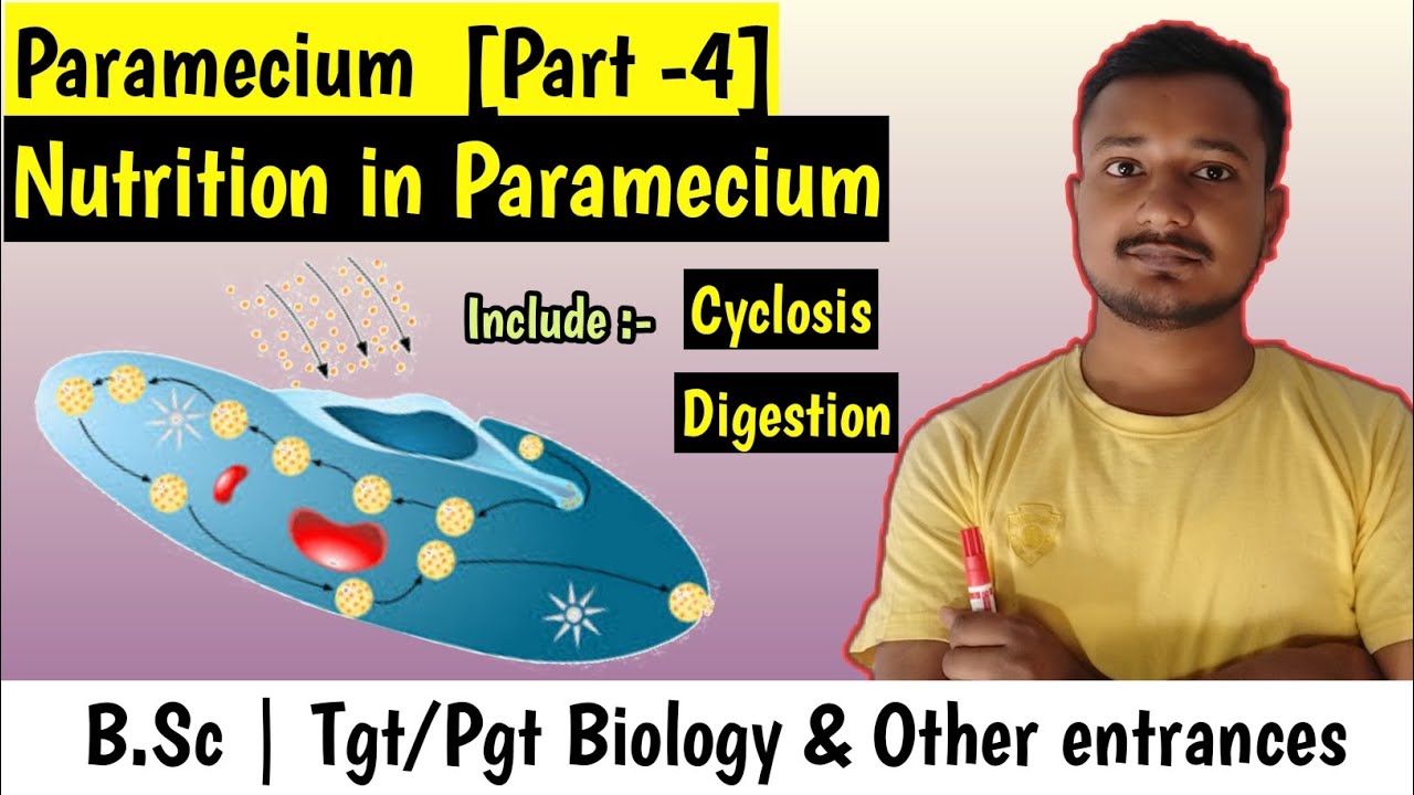 Nutrition in Paramecium | Cyclosis in paramecium | Digestion in ...