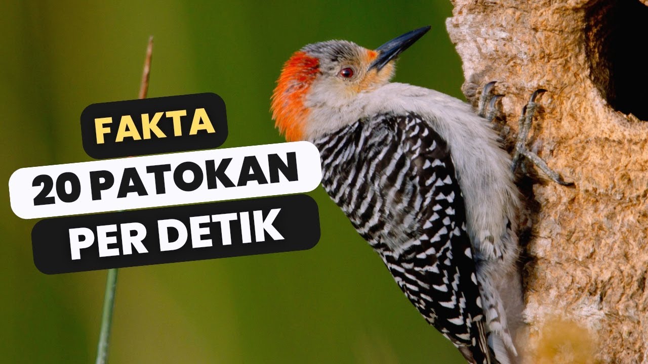 5 Fakta Burung Pelatuk, Hewan dengan Lidah yang Sangat Panjang - YouTube