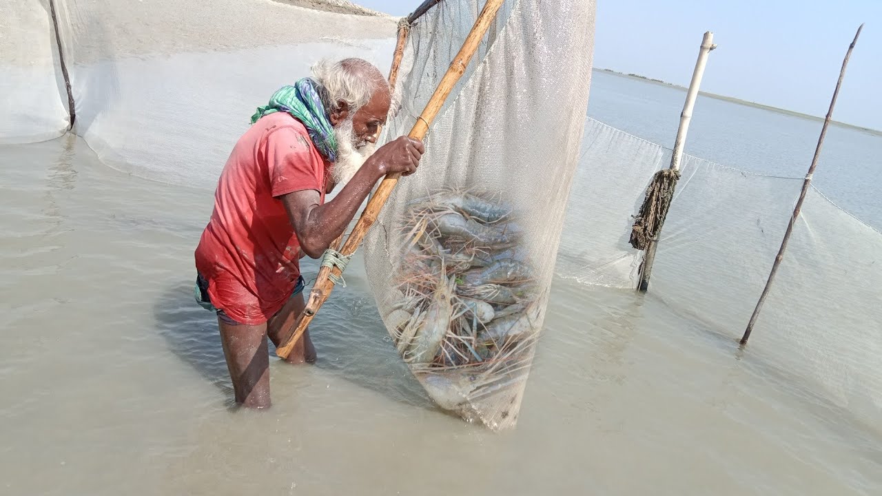 Most Amazing Fish Catch Old Fishermen in River।।Shrimp/Prawns Fishing ...
