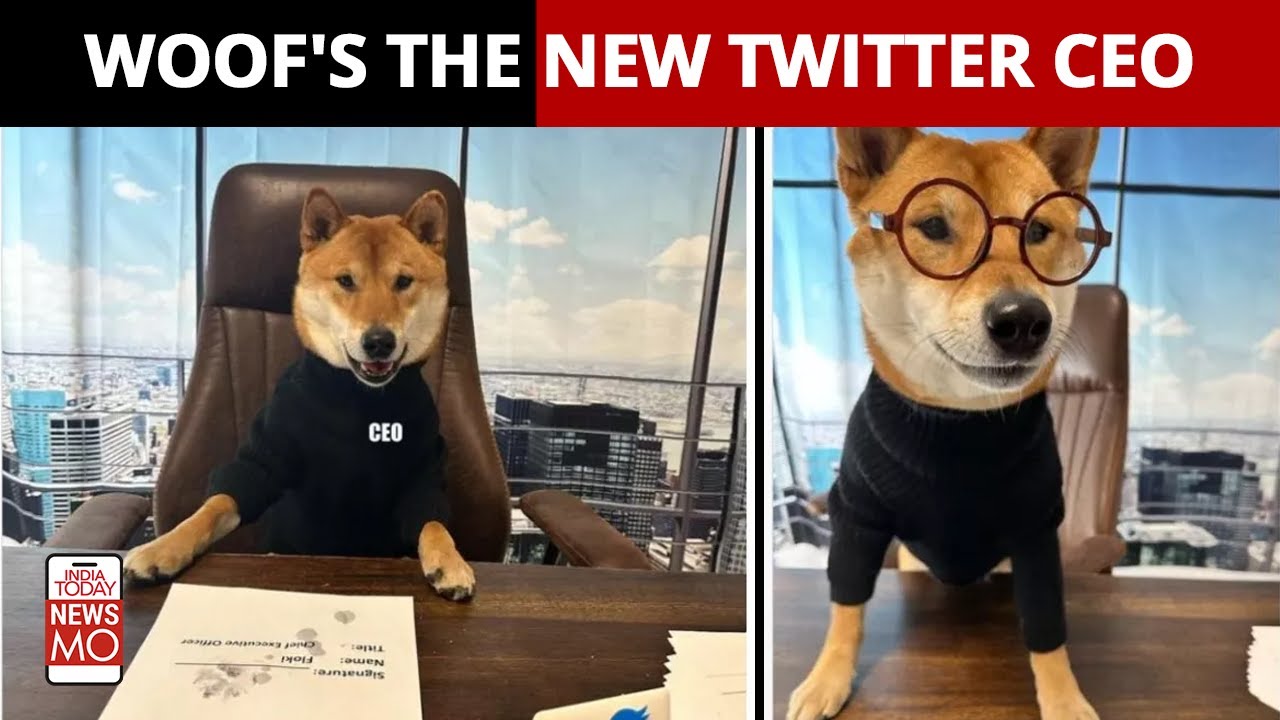 Elon Musk introduces new Twitter CEO, says he is much better than Parag ...