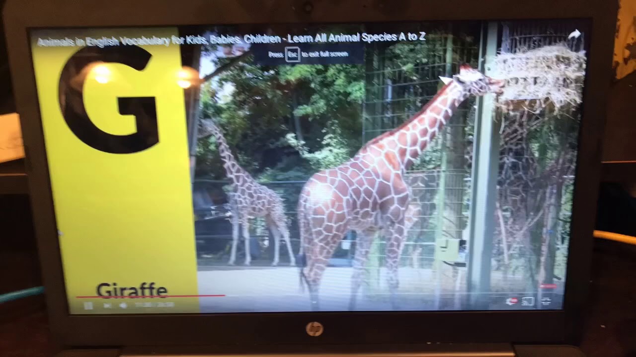 Abc animal species - YouTube