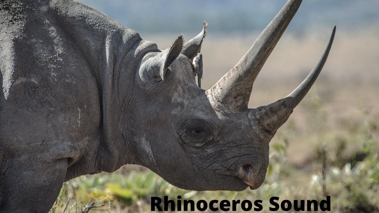 Rhinoceros Grunt Grumble:- (wild animal Sound) - YouTube