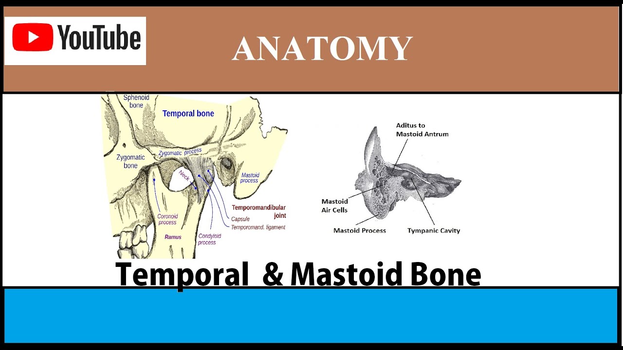 Temporal and Mastoid Bones - YouTube