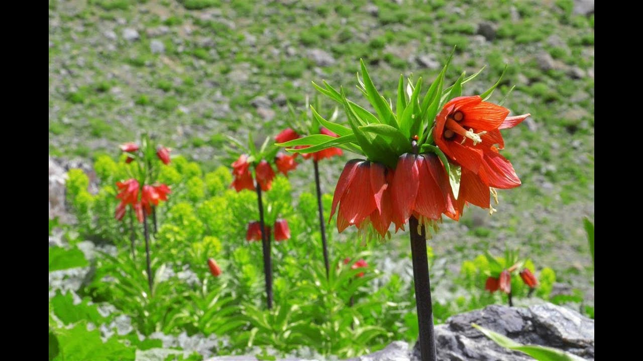 Shler flowers in the nature and mountains of Balakayati-choman زهور شلر ...
