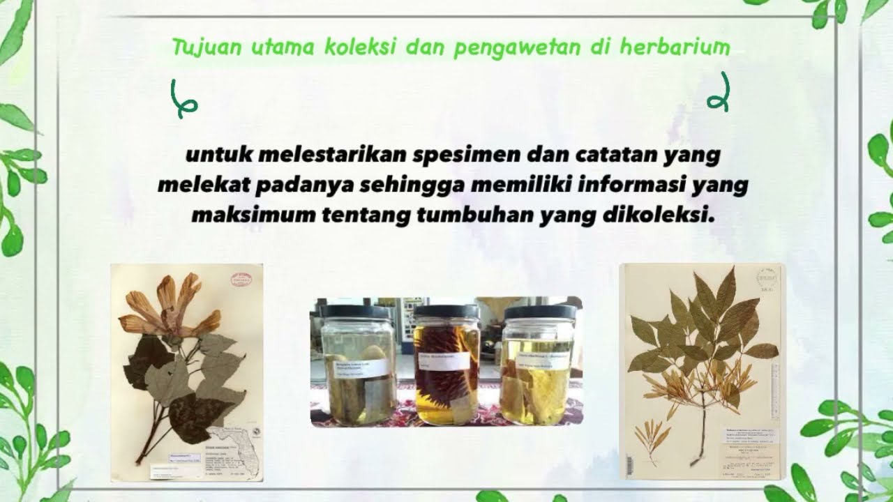 Cara Pengkoleksian Sampel Spesimen Herbarium - YouTube