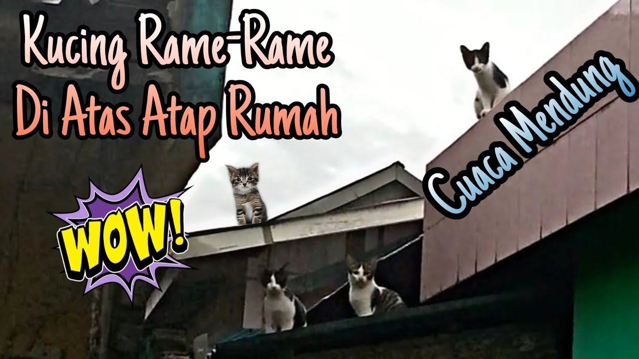 Kucing Rame-Rame Naik Ke Atap Rumah Cuaca Mendung - YouTube